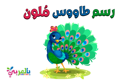 رسم طاووس ملون.. صور ورسومات طاووس كرتون ⋆ بالعربي نتعلم